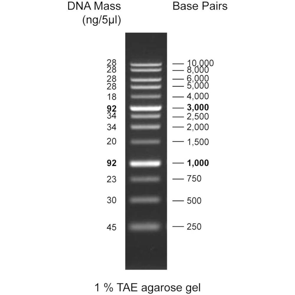 Thang chuẩn DNA - DNA Ladders - Công ty TNHH Quốc tế PTC Việt Nam